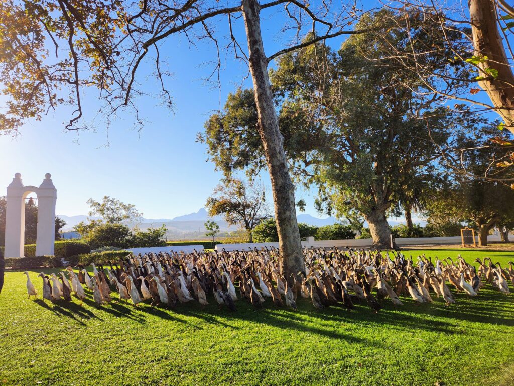 Discovering Vergenoegd Löw: The perfect family getaway in the Winelands ...